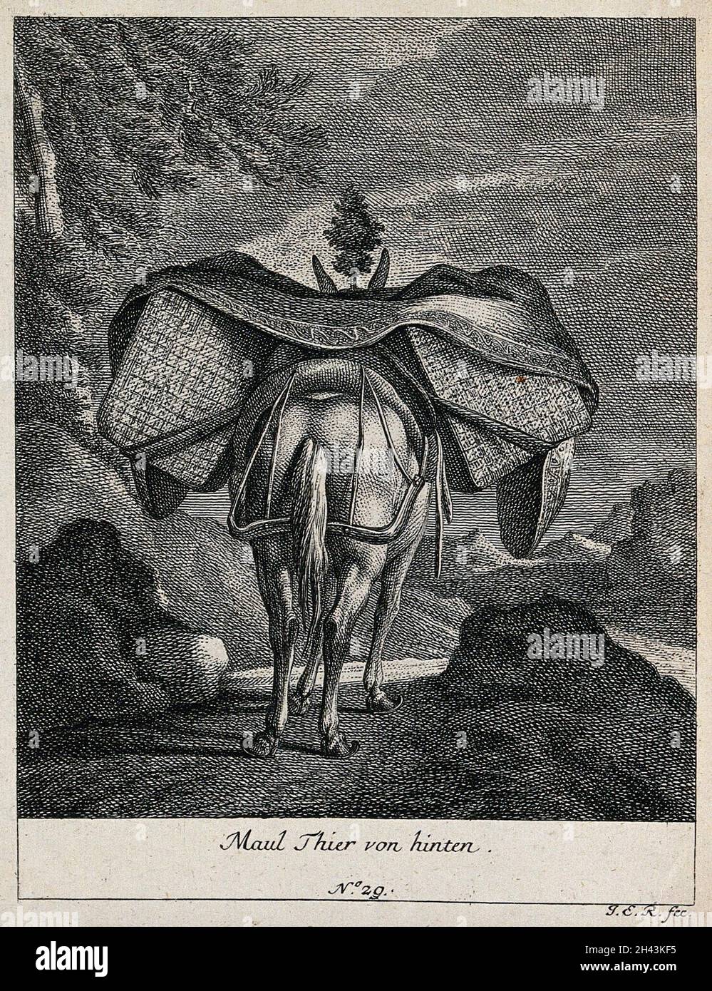 Loaded mule hi-res stock photography and images - Alamy