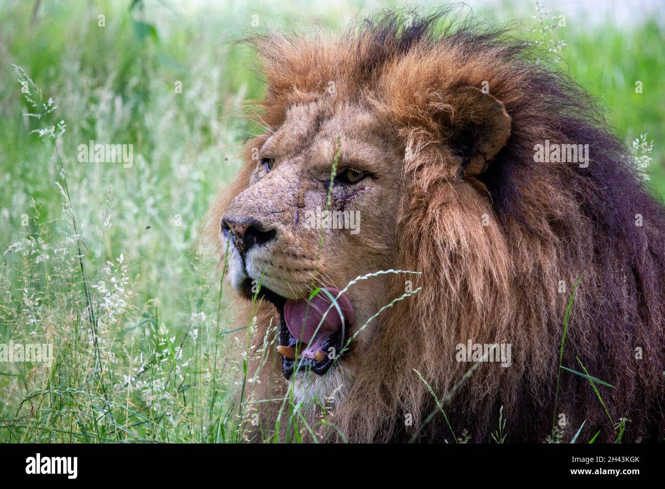 Lion pose hi-res stock photography and images - Alamy