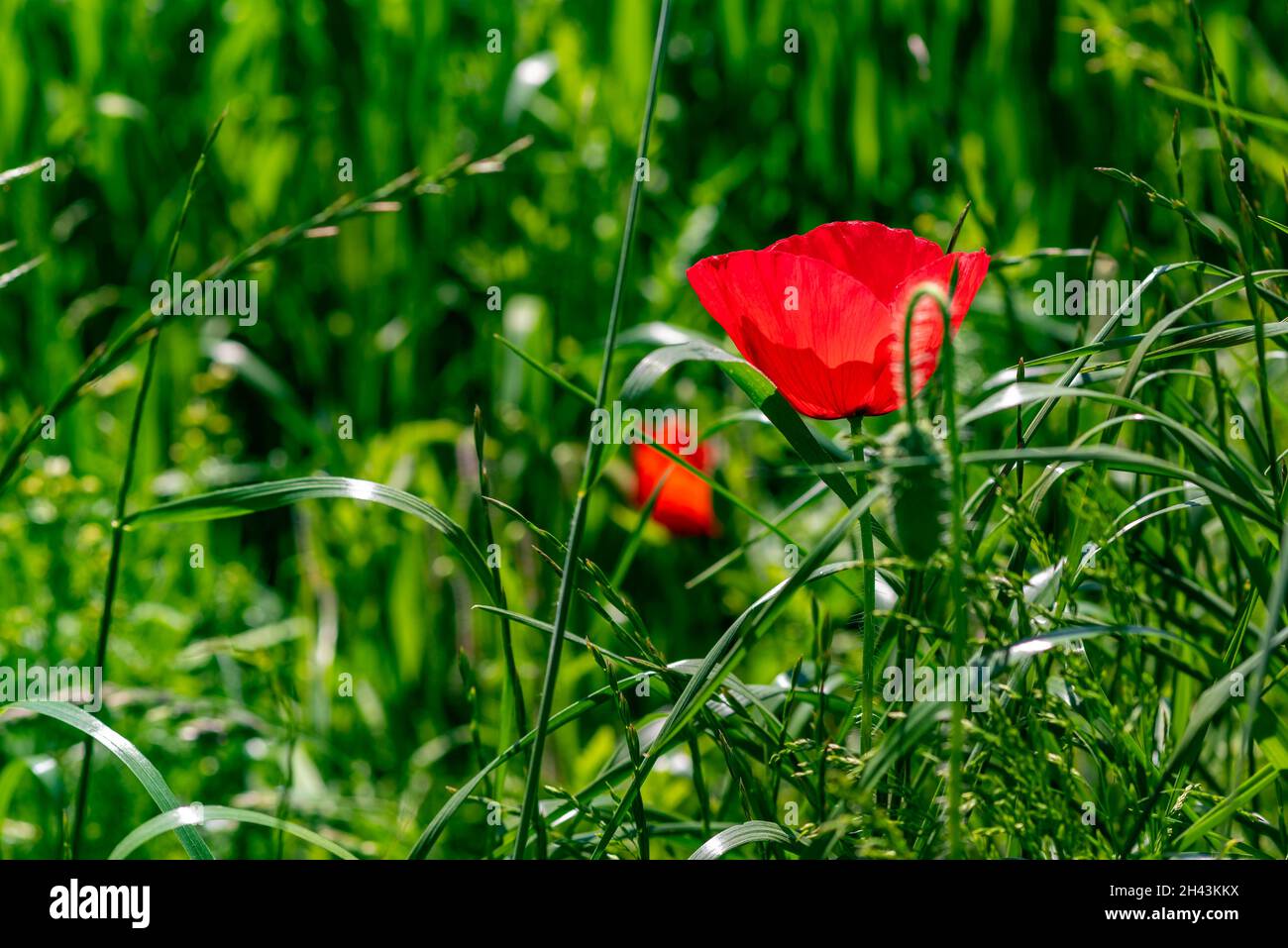 Poppy in green field hi-res stock photography and images - Alamy
