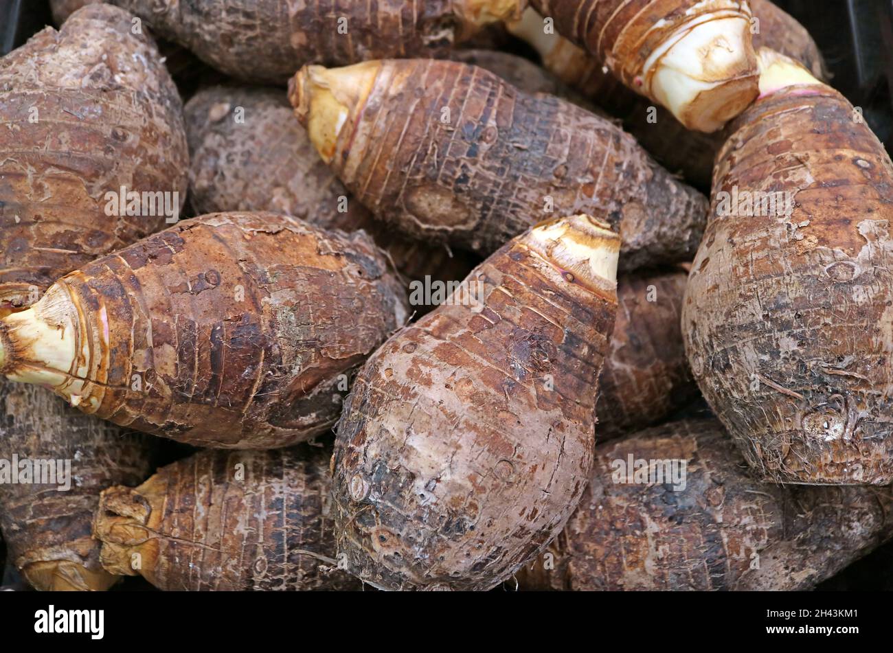 Taro roots hi-res stock photography and images - Alamy