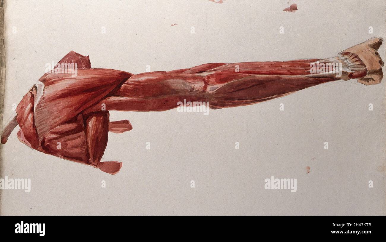 The dissection of the muscles hi-res stock photography and images - Alamy