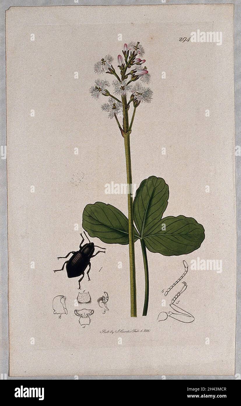 Bogbean or buckbean plant (Menyanthes trifoliata) with an associated ...