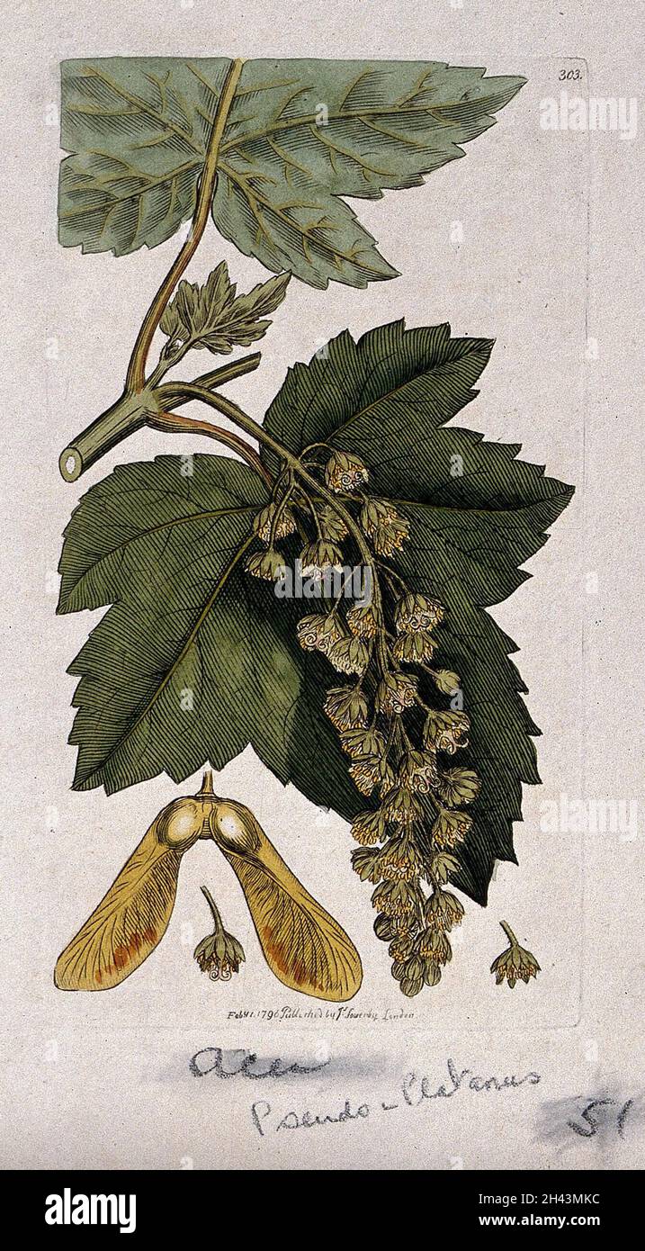 Sycamore (Acer pseudoplatanus): flowering stem, leaves, fruit and ...