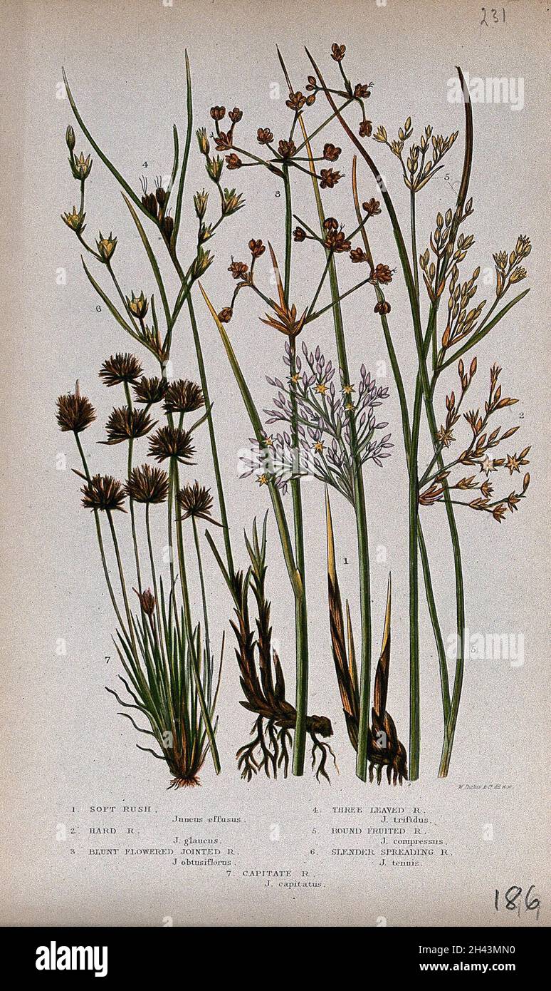 Seven flowering plants, all named types of rush (Juncus species ...