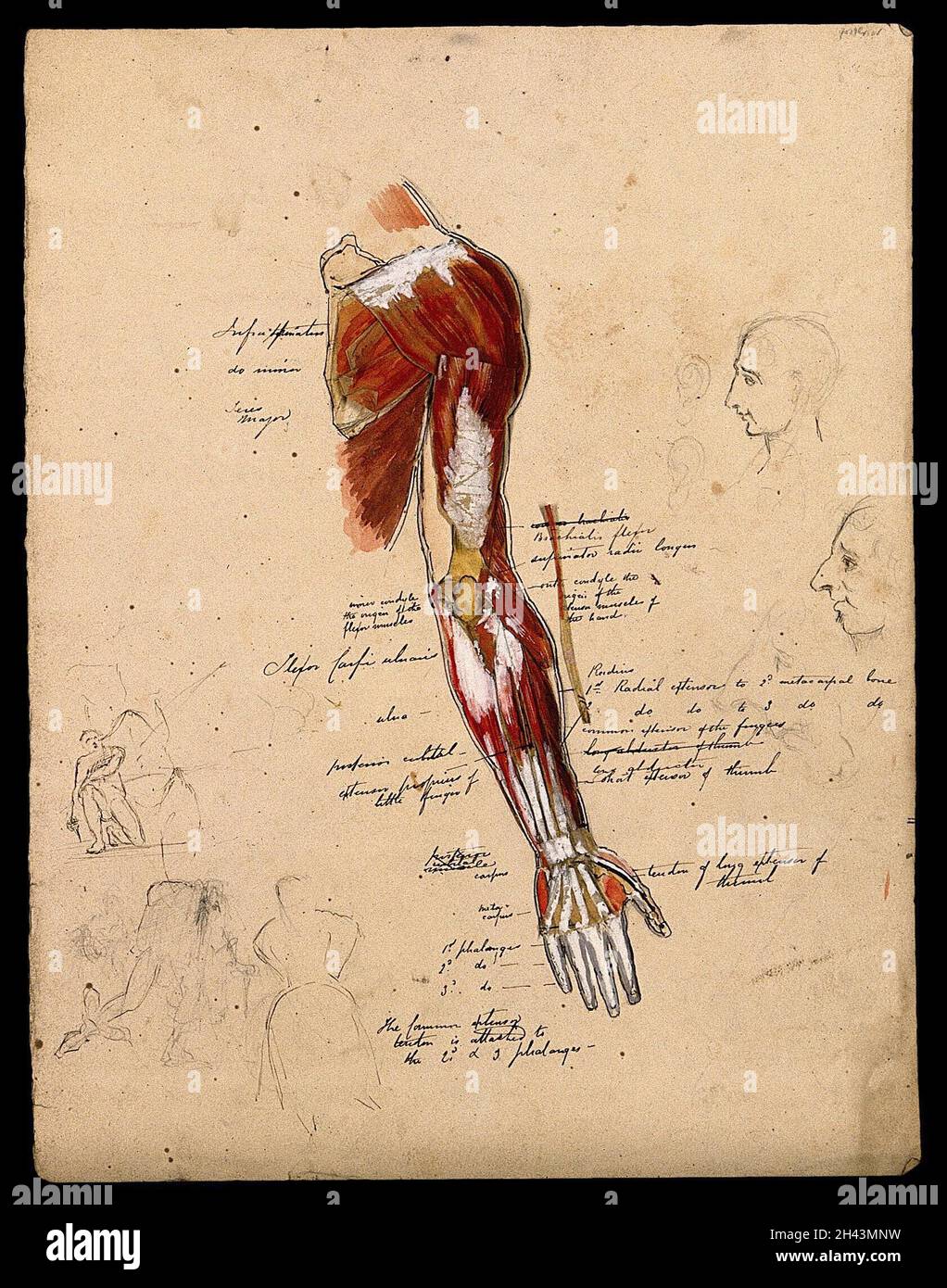 Muscles of the arm, shoulder and hand, back view, with small pencil and ...
