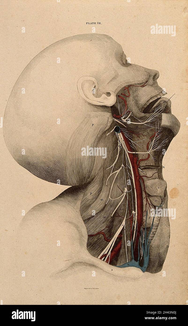 Neck and face: dissection, with blood-vessels and nerves indicated in ...