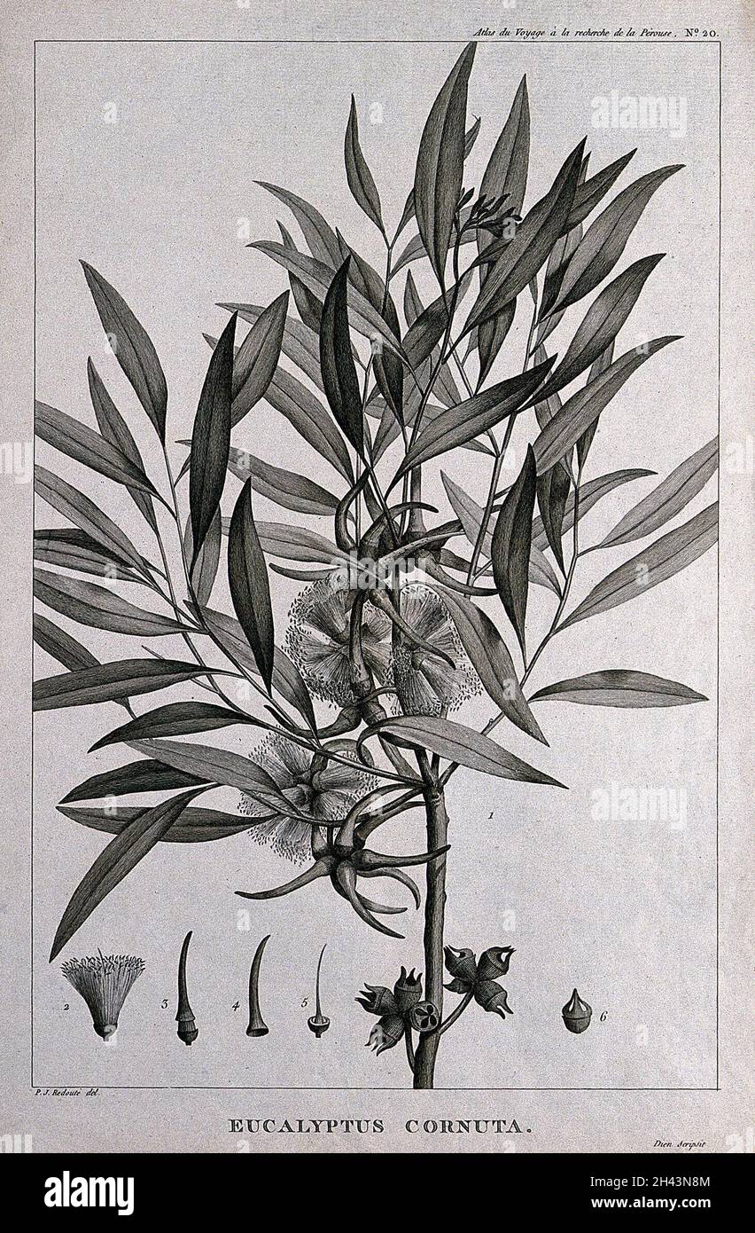 Yate (Eucalyptus cornuta Labill.): flowering and fruiting stem with ...