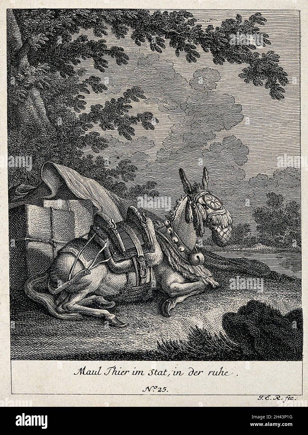 A muzzled and harnessed mule resting in the shadow of a tree with its ...