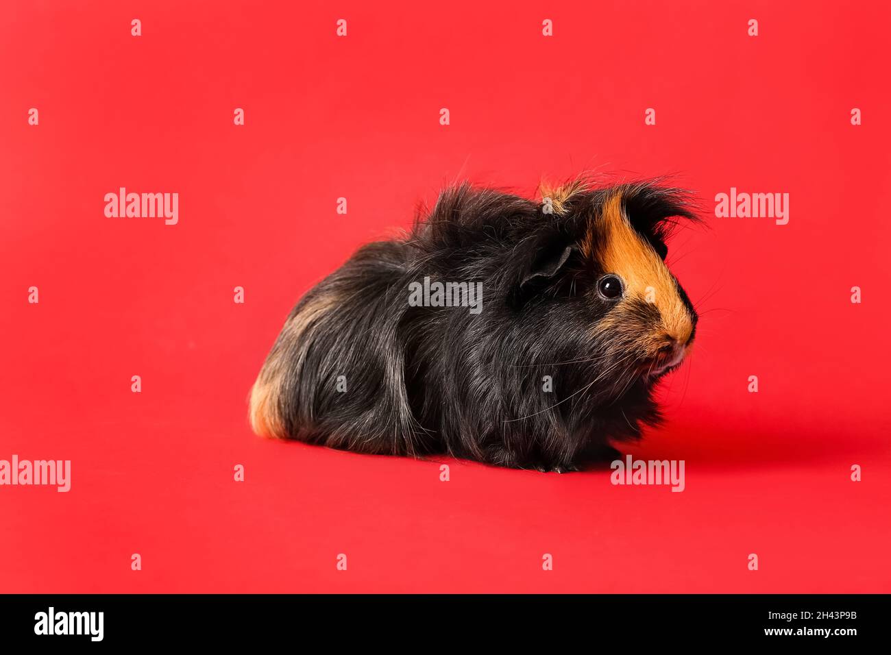 Red haired pig hi-res stock photography and images - Alamy
