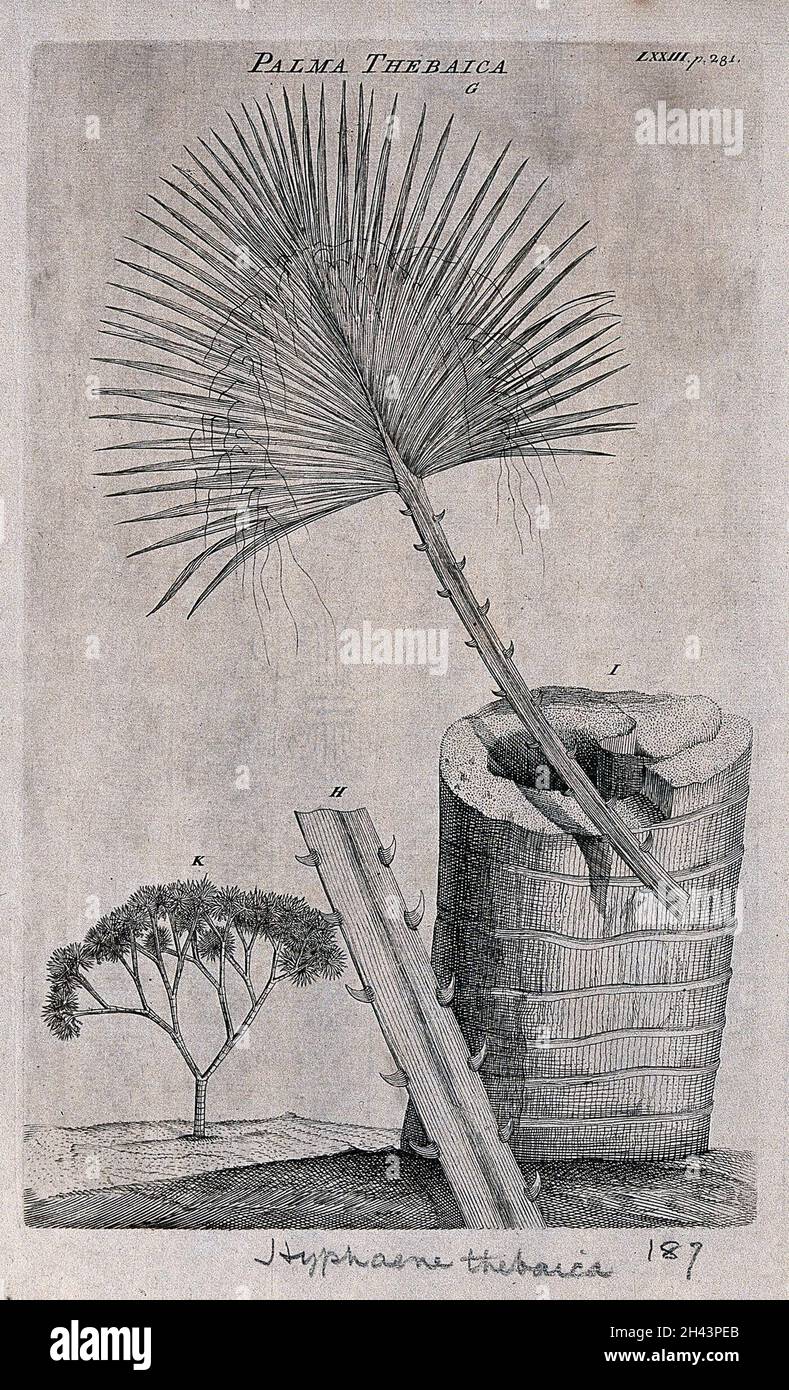 Doum palm leaf hi-res stock photography and images - Alamy