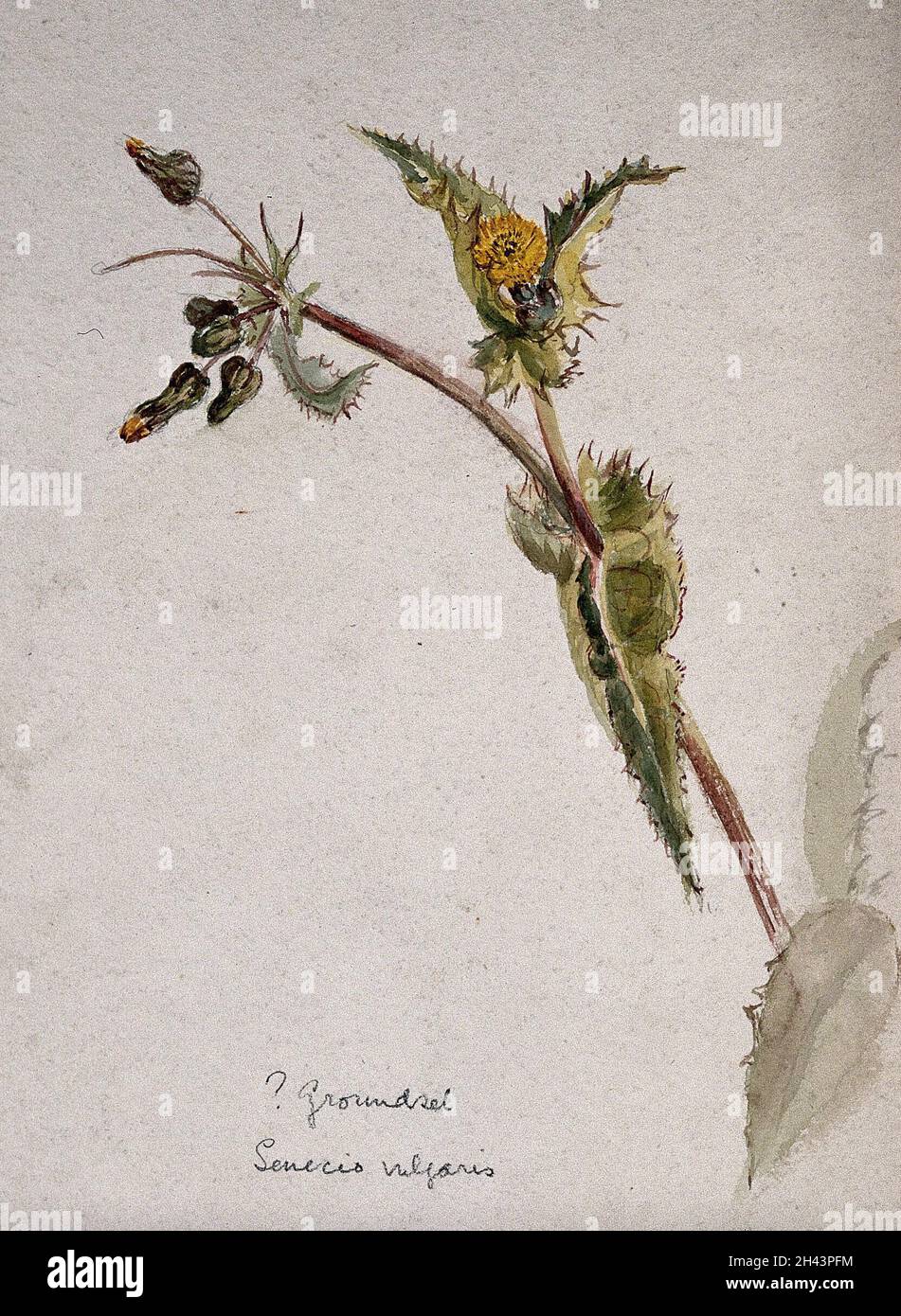 Flowering groundsel senecio vulgaris hi-res stock photography and ...