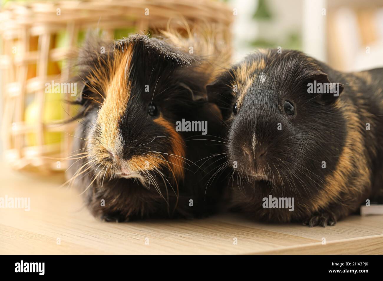 Cute guinea pigs on table in room Stock Photo - Alamy