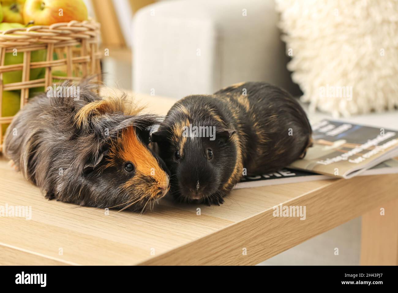 Cute guinea pigs on table in room Stock Photo - Alamy