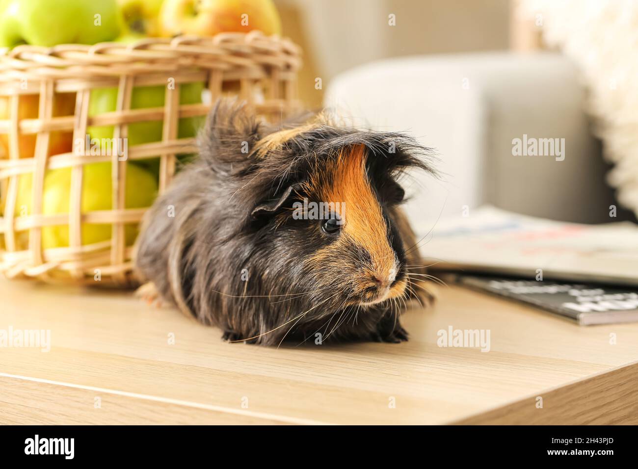 Cute guinea pig on table in room Stock Photo - Alamy