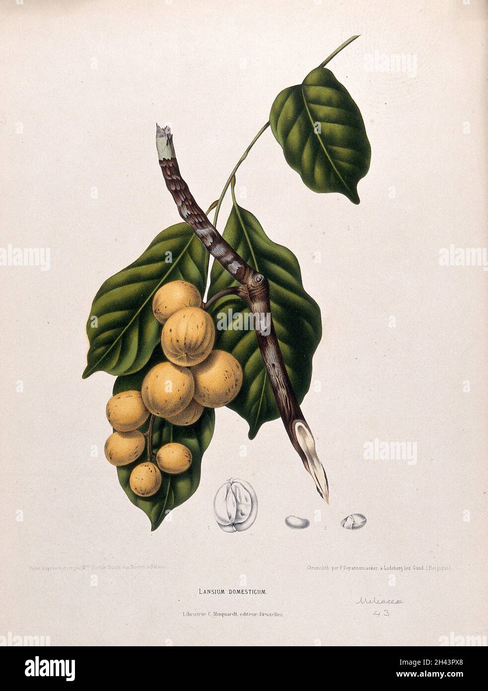 Langsat illustration hi-res stock photography and images - Alamy