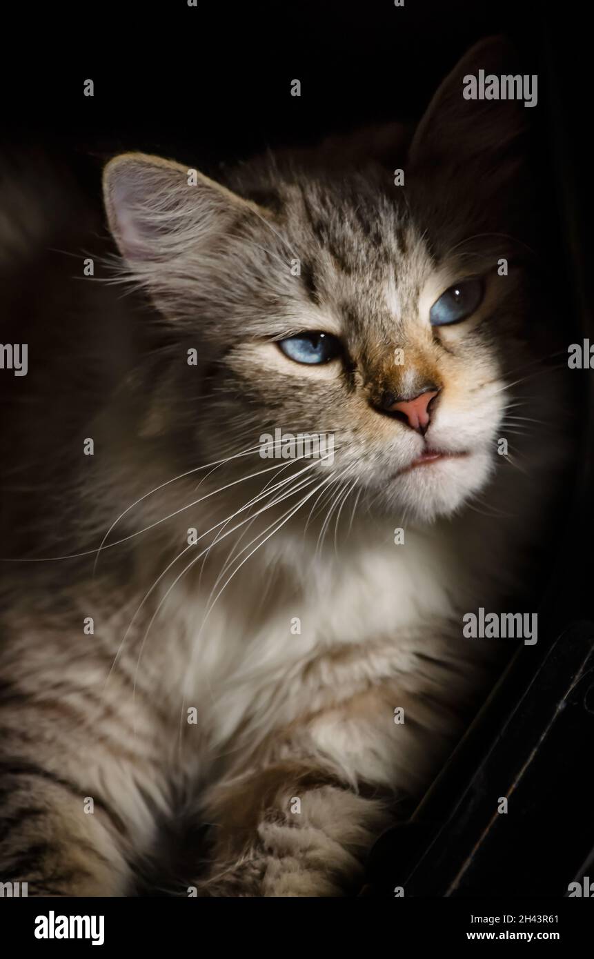 Cats in the 1960s hi-res stock photography and images - Alamy