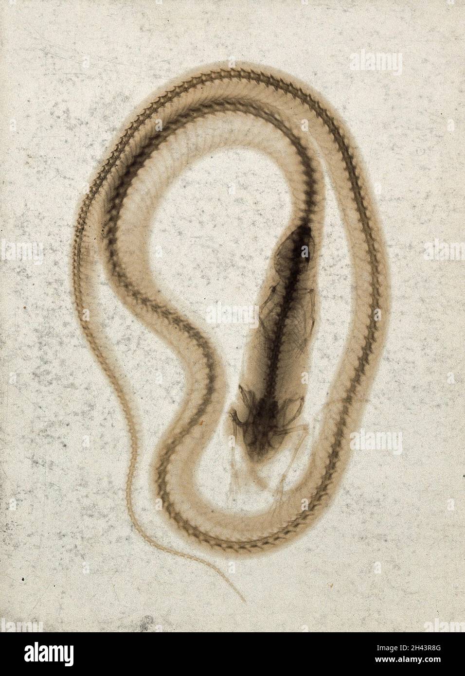 A snake in the process of swallowing a small mammal, probably a mouse ...
