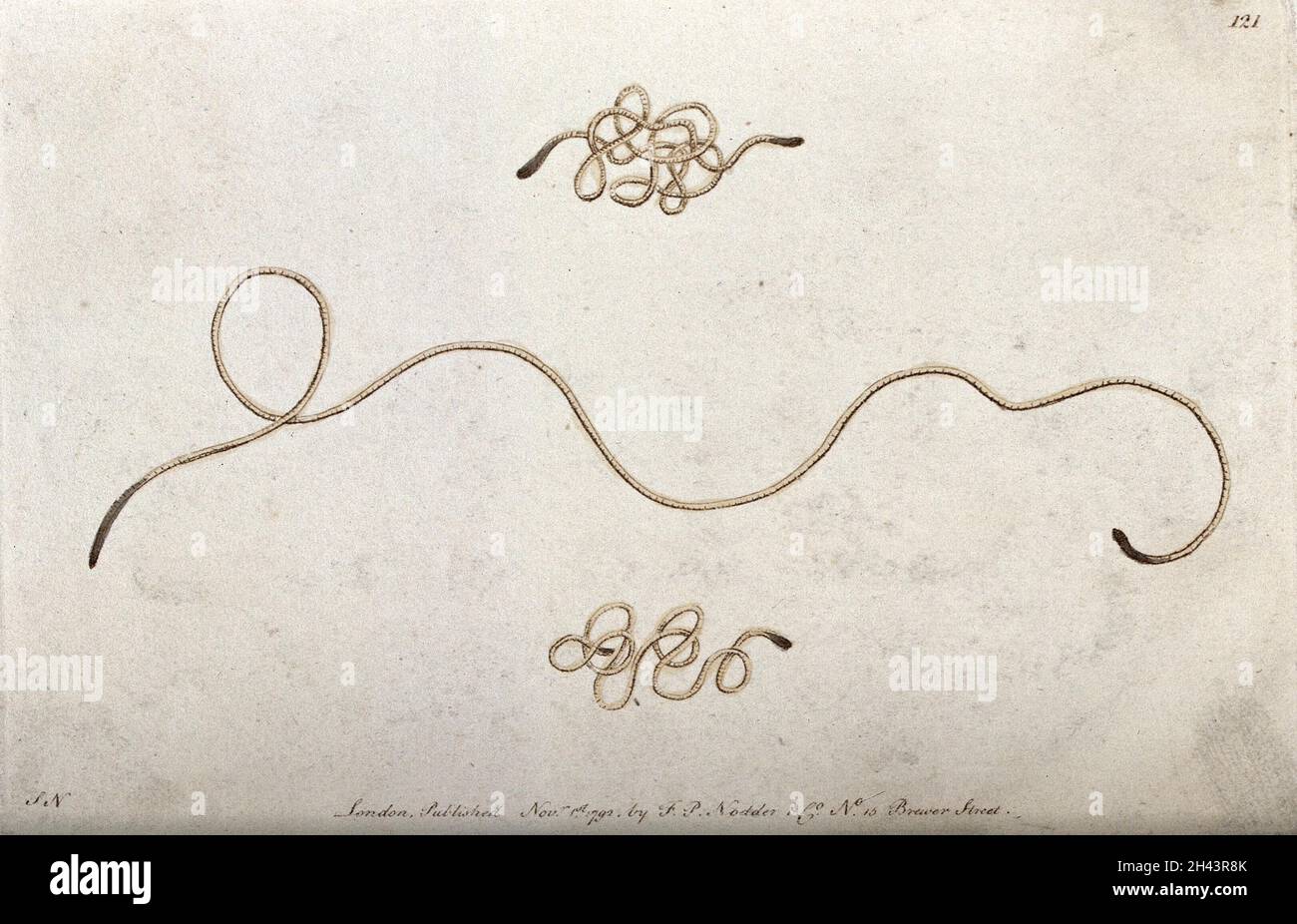 A nematode worm. Coloured etching, ca. 1792 Stock Photo - Alamy