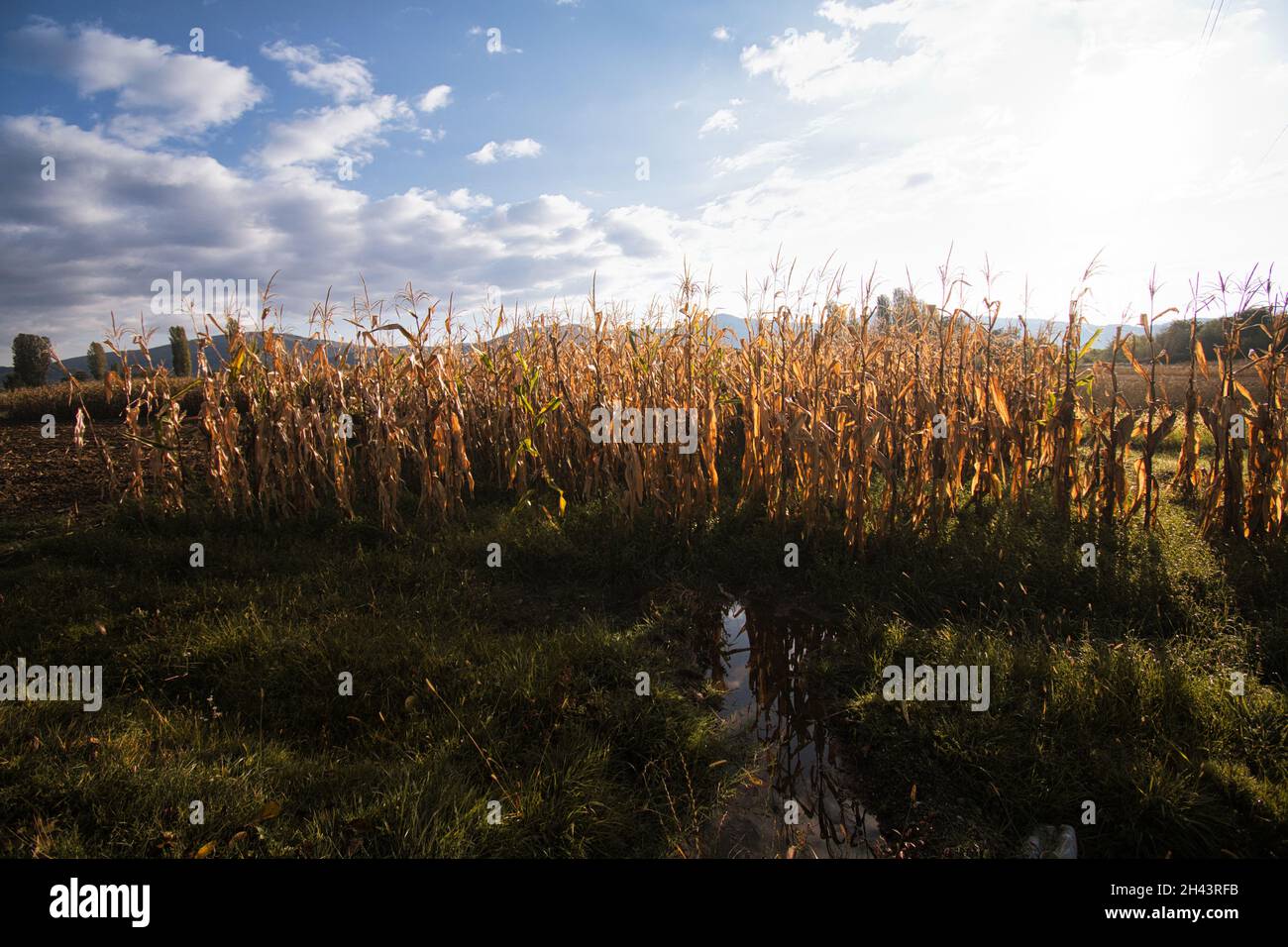 Field planted with corn before harvest in autumn Stock Photo - Alamy