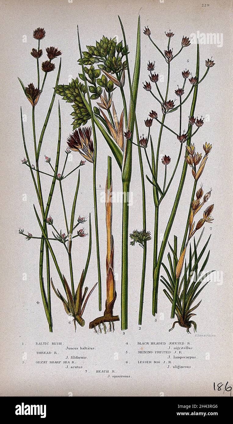 Seven flowering plants, all named types of rush (Juncus species ...