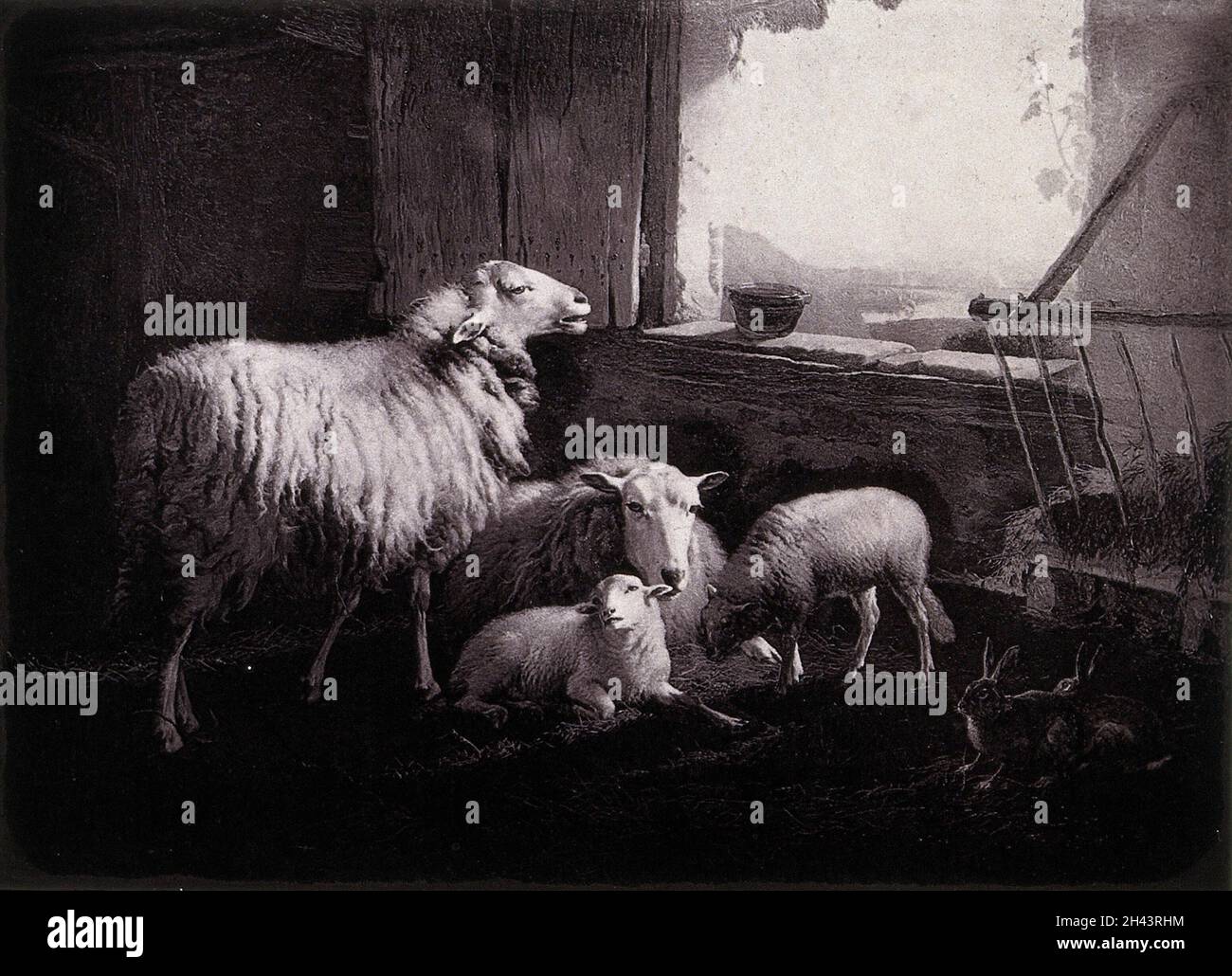 Sheep and rabbits in a barn with a window overlooking a rural landscape ...