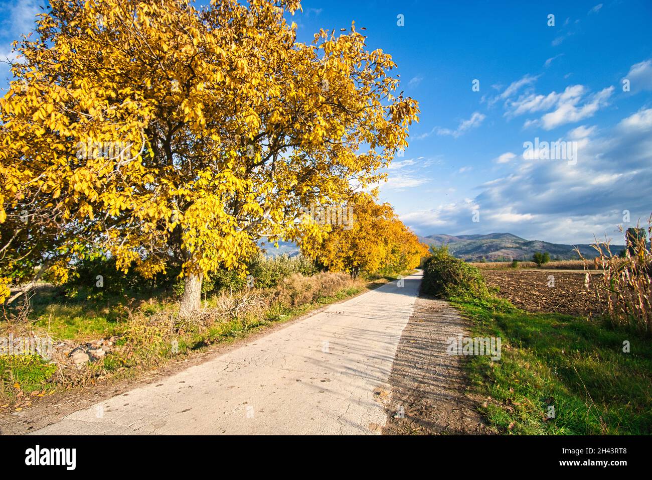 Tree leaves yellow green road hi-res stock photography and images - Alamy