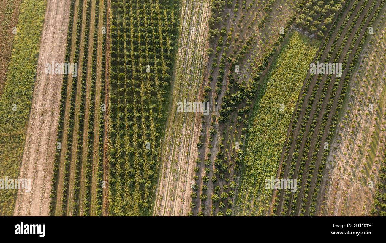 Aerial view of trees and farm crops in Greece Stock Photo - Alamy