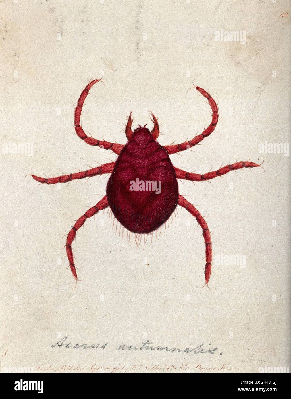 An itch mite (Acarus autumnalis). Coloured etching, ca. 1790 Stock ...