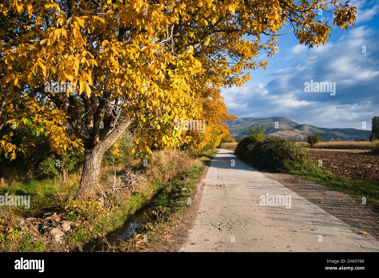A tree with beautiful yellow autumn colors grows along the road Stock ...