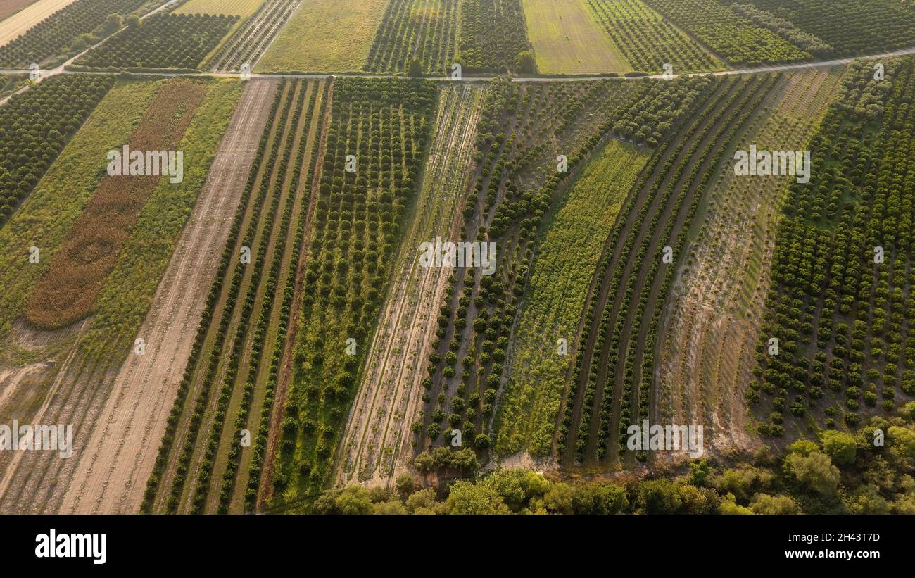 Aerial view of trees and farm crops in Greece Stock Photo - Alamy