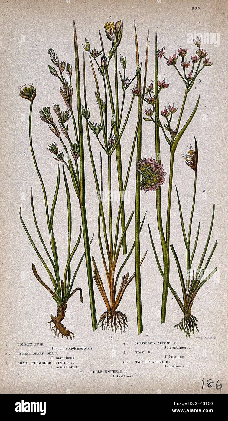 Seven flowering plants, all named types of rush (Juncus species ...