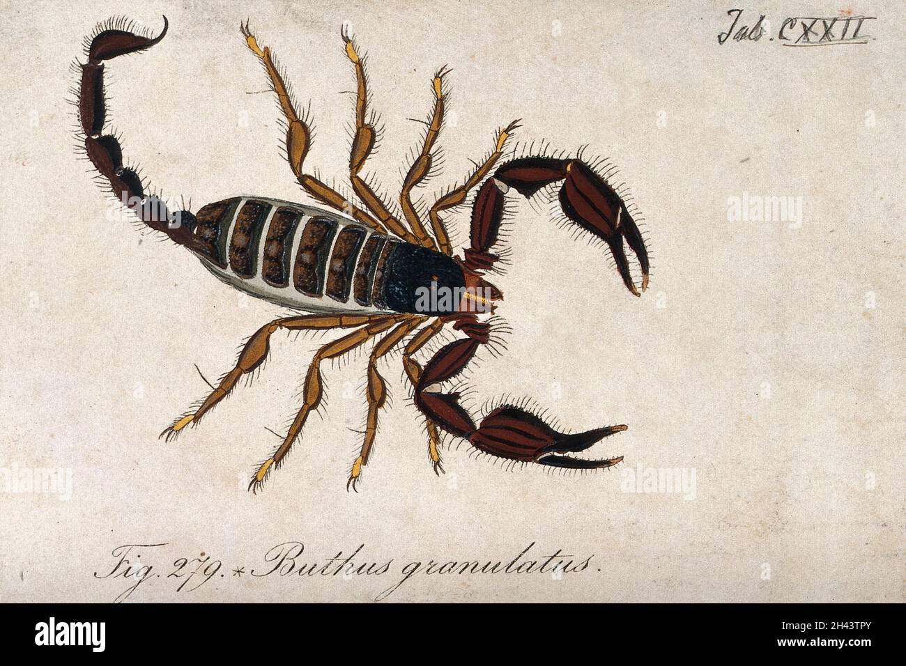 A large scorpion: Buthus granulatus. Coloured engraving Stock Photo - Alamy