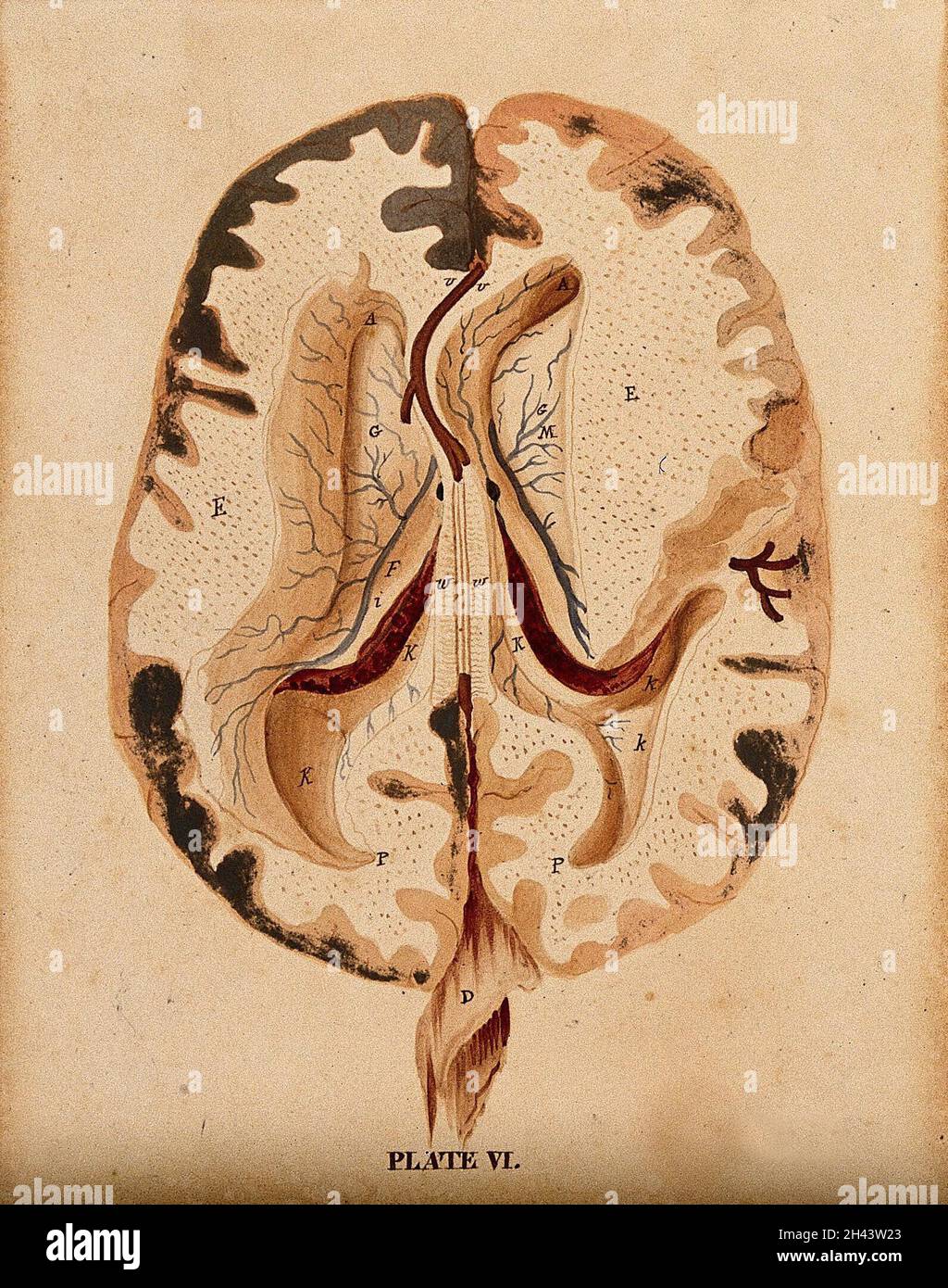 Brain: horizontal section showing lateral ventricles. Watercolour after ...