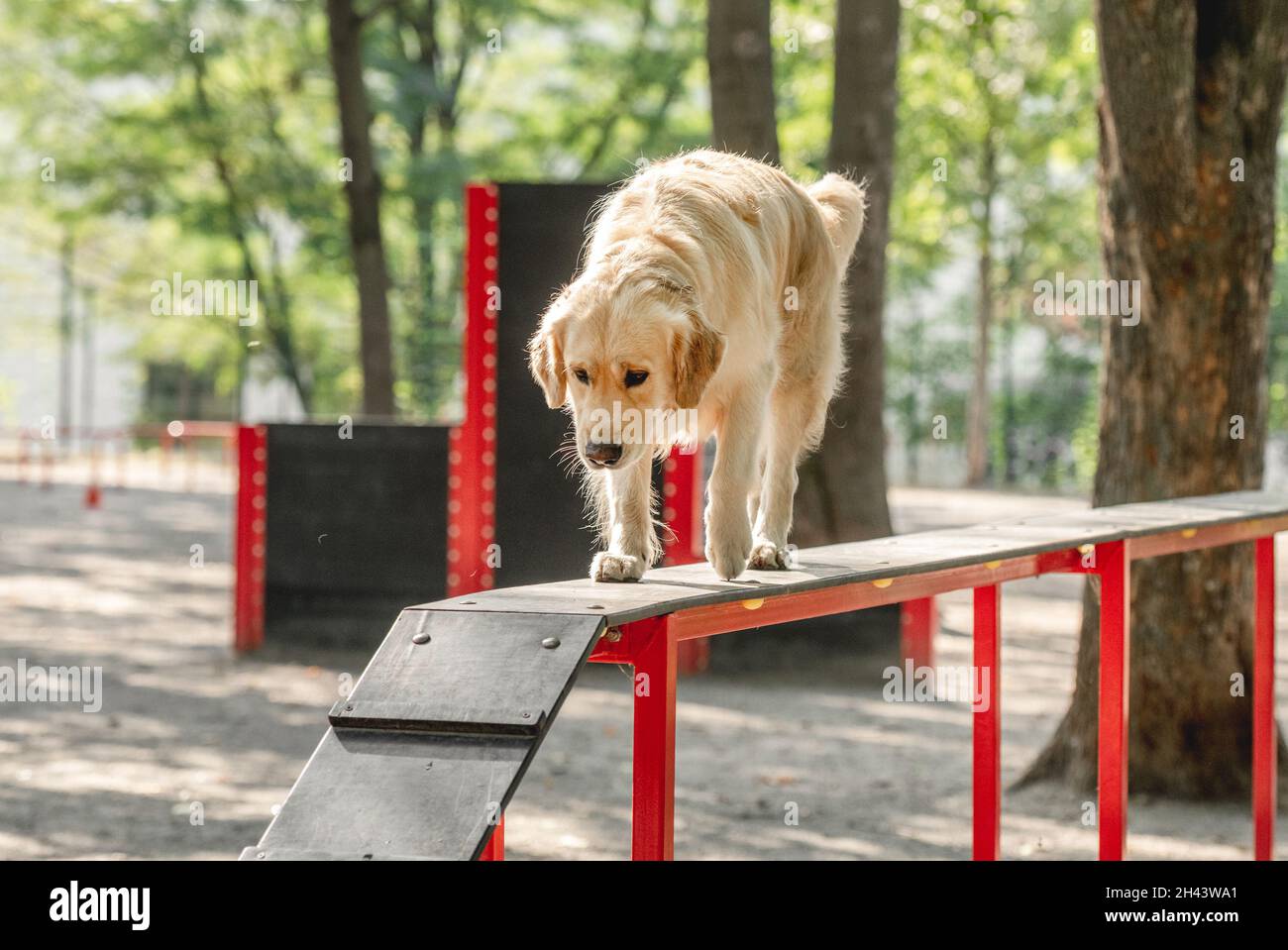 Golden retriever training hi-res stock photography and images - Alamy