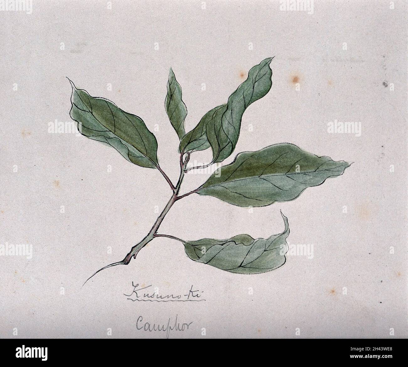 Camphor plant (Cinnamomum camphora): branch with leaves. Coloured pen ...