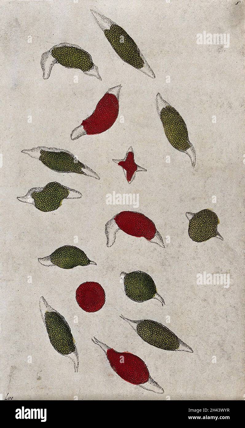 Marine animalcules. Coloured etching Stock Photo - Alamy