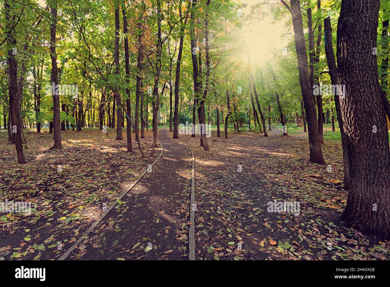 The beautiful autumn leaves background. Beauty autumnal poster with ...