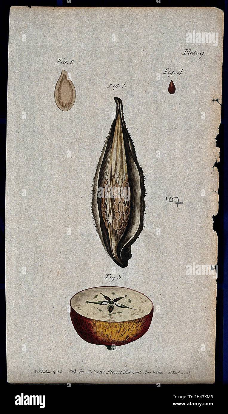 Four figures showing pericarp and seeds in fruits of an apple and a ...