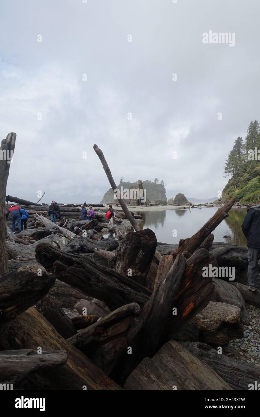 The rugged Washington coast provides miles of quiet beaches and sandy ...