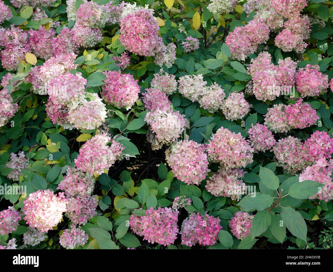 Romantic, soft and beautiful pattern pink hydrangea flowers background ...