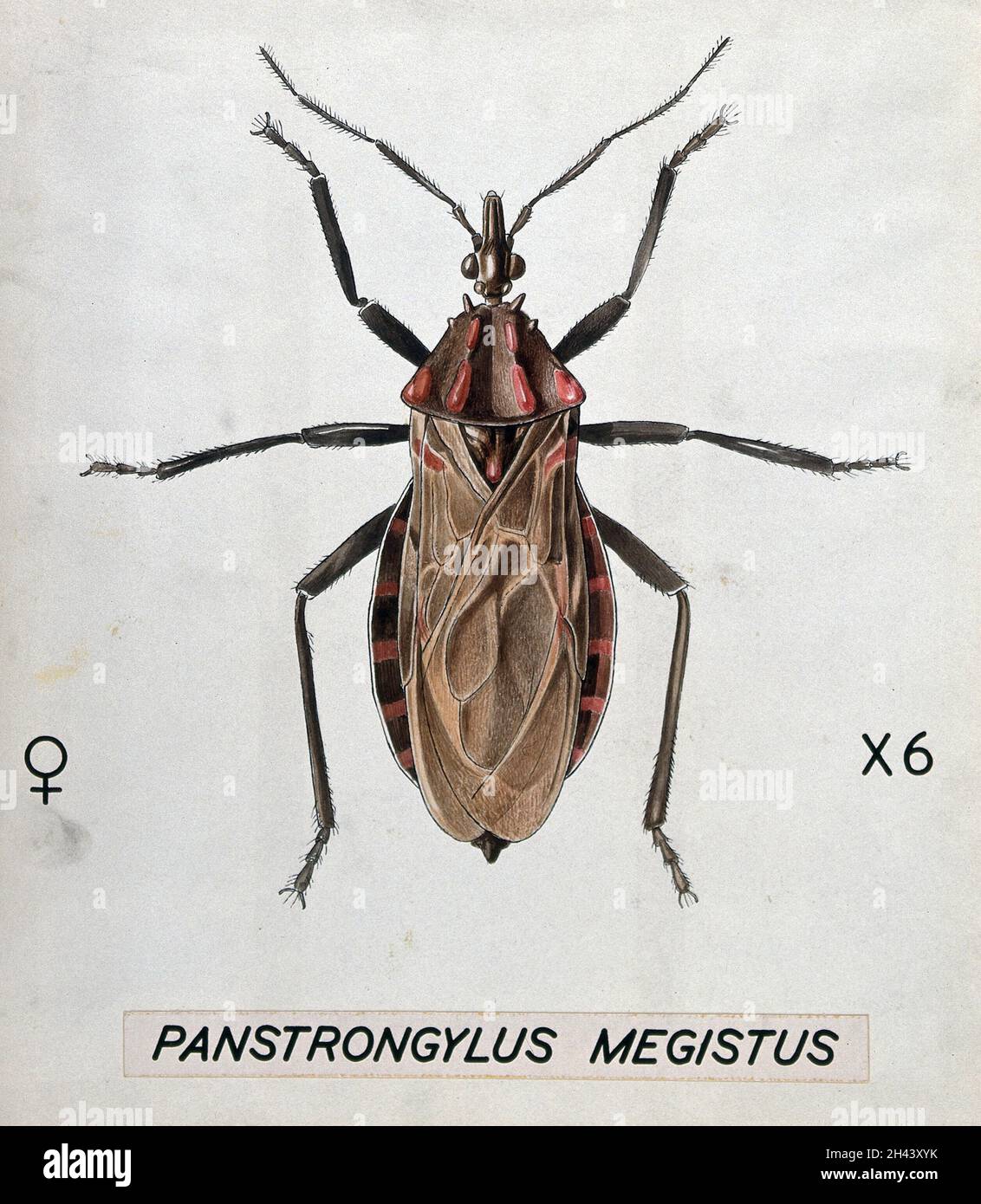 A barbiero bug (Panstrongylus megistus). Coloured drawing by A.J.E ...