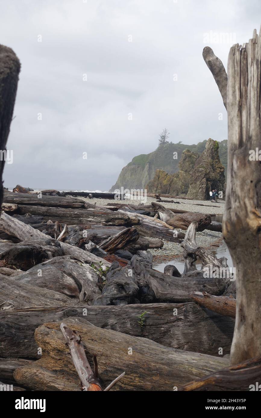 The rugged Washington coast provides miles of quiet beaches and sandy ...