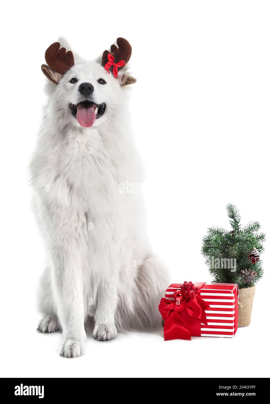 Adorable fluffy purebred samoyed Cut Out Stock Images & Pictures - Alamy