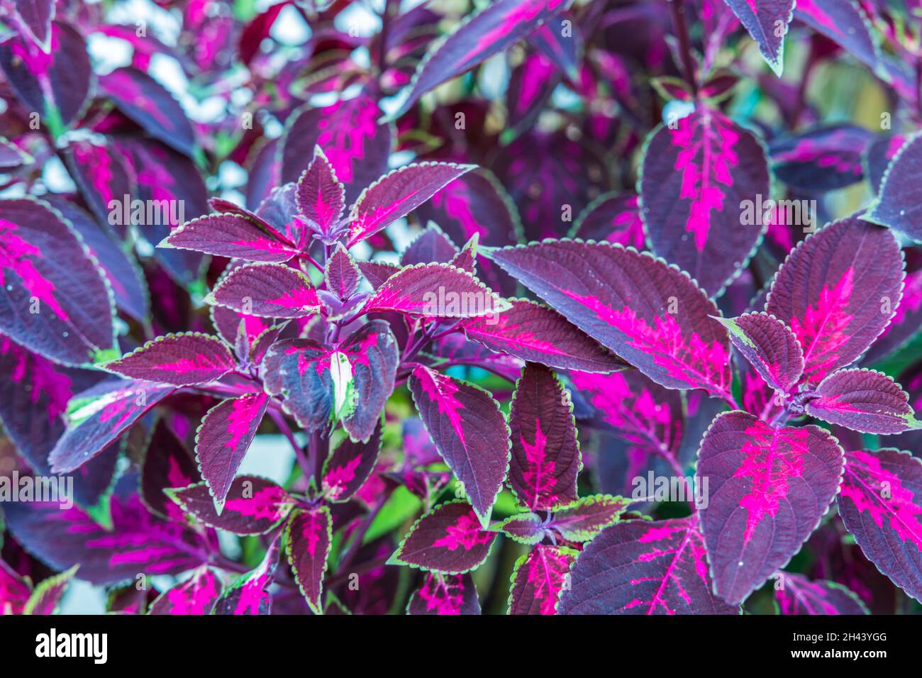 Close up top view of Strobilanthes auriculatus dyeriana Persian shield ...