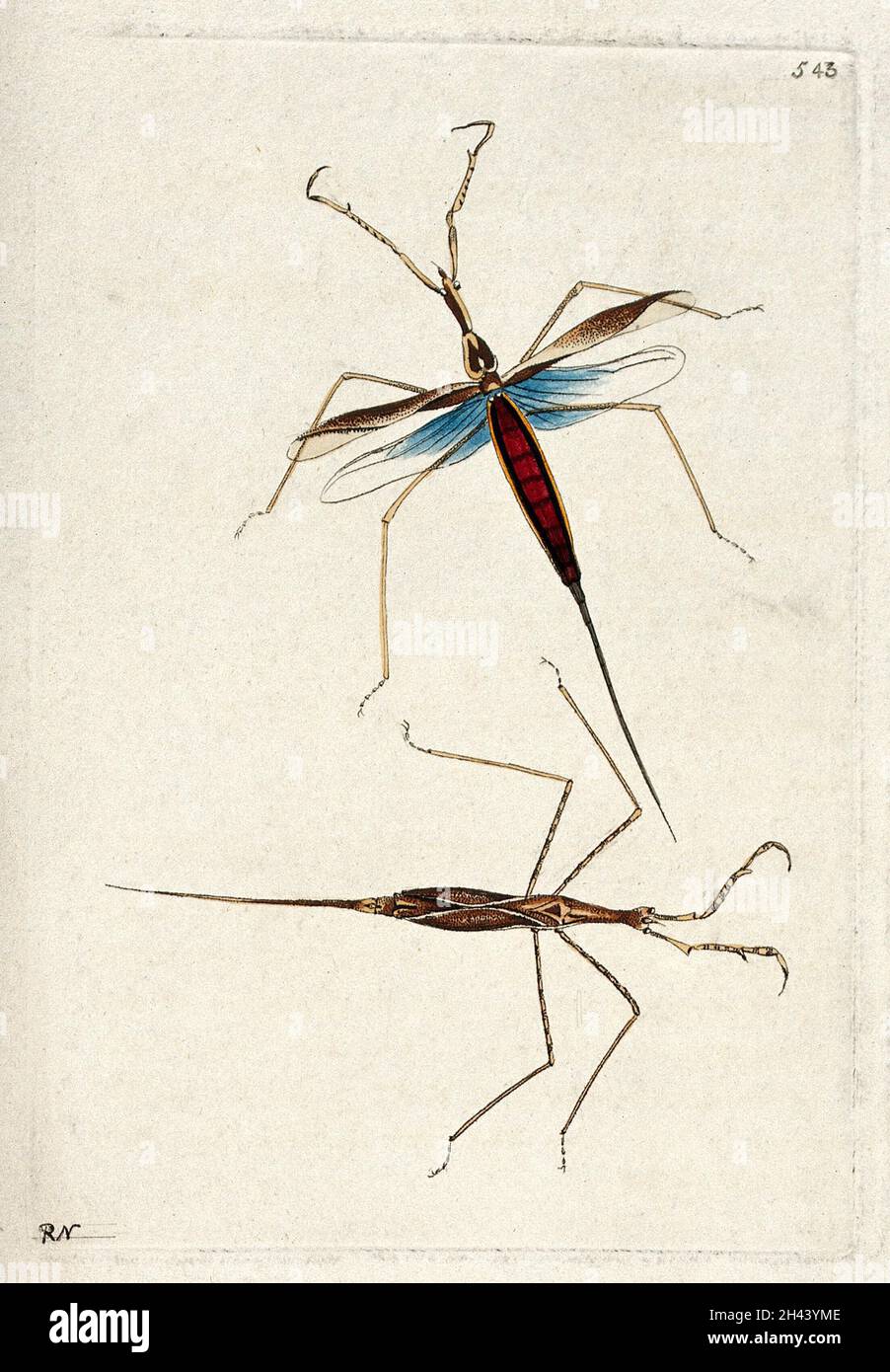 Two slender biting insects (mosquitos). Coloured etching by R. P ...