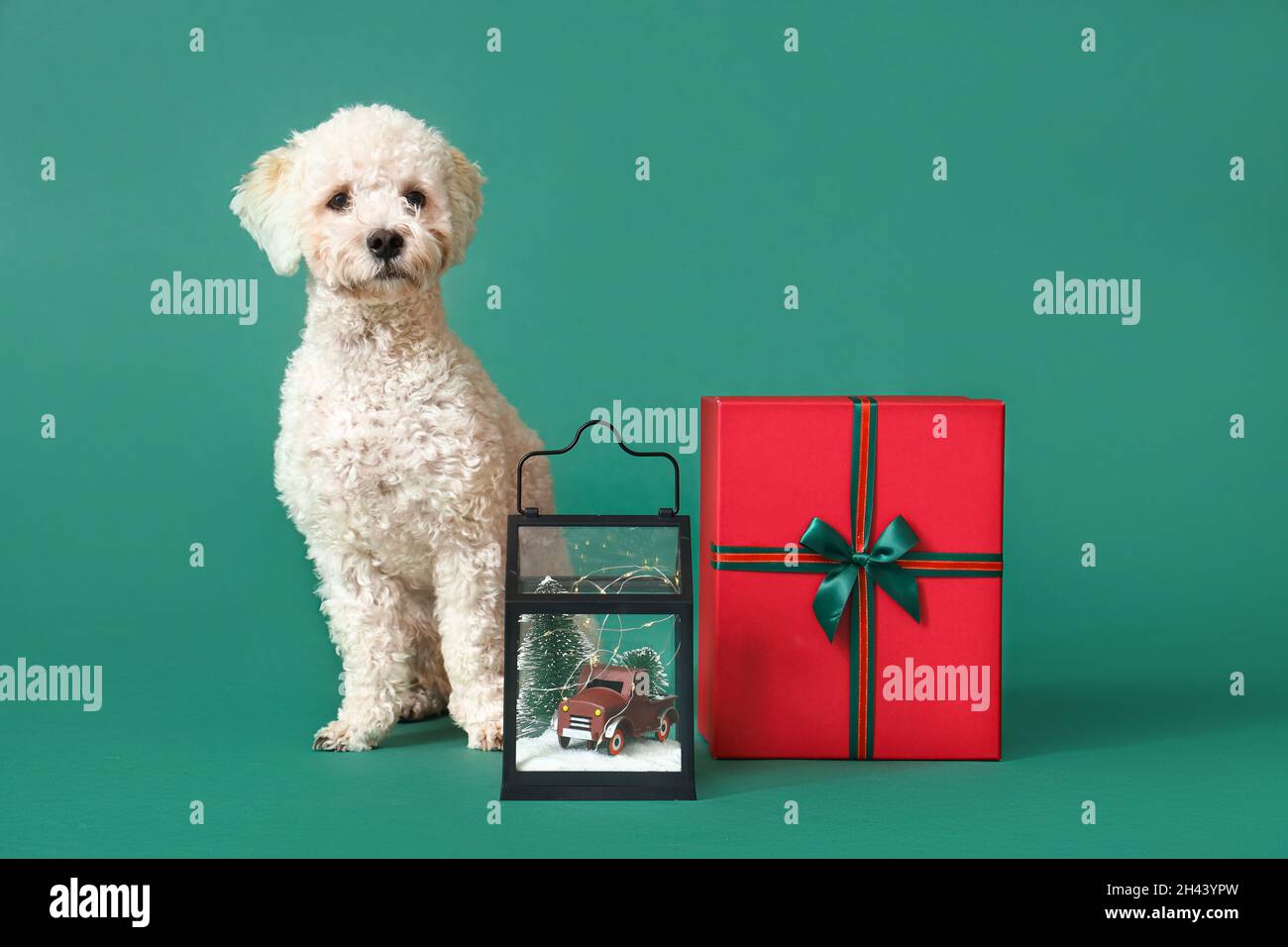 Cute dog with Christmas gift and lantern on color background Stock ...
