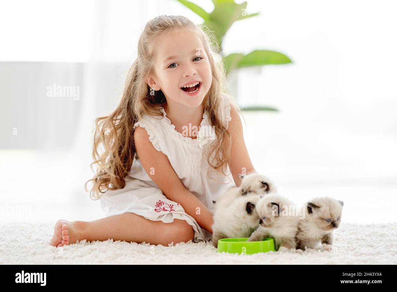 Girl with ragdoll kittens Stock Photo - Alamy