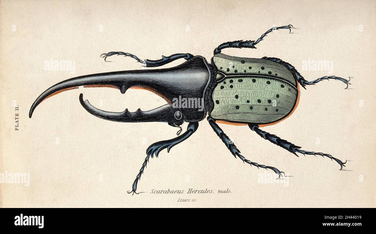 W h lizars hi-res stock photography and images - Alamy