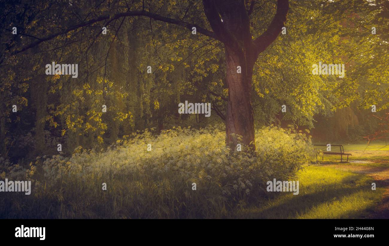 A view of a beautiful old tree in the forest Stock Photo - Alamy