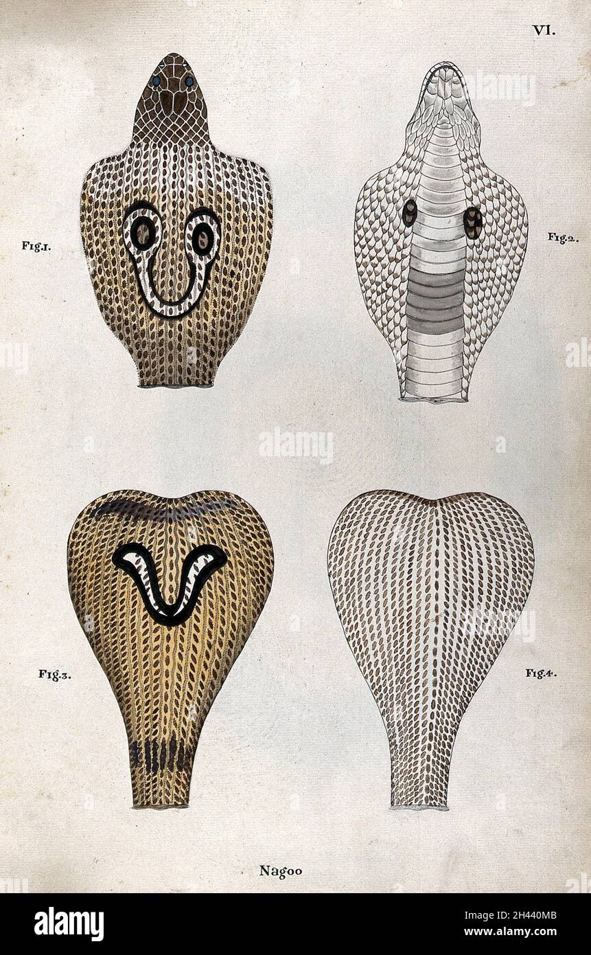 Two poisonous snakes (Indian cobras): four figures showing the snakes ...